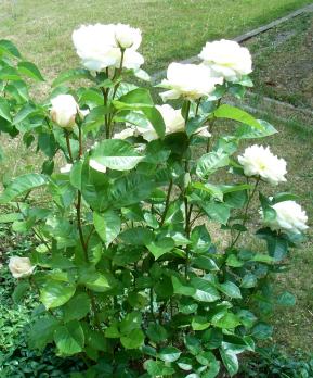 花と葉の色は、毎年の気候や季節、毎日の時刻の移り変わりと共に微妙に変化する